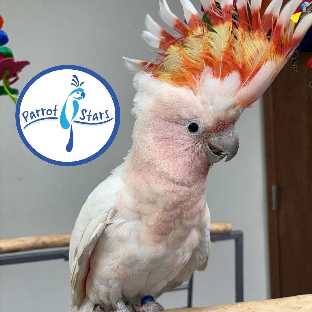 Baby Major Mitchell Cockatoo Available at Parrot Stars!