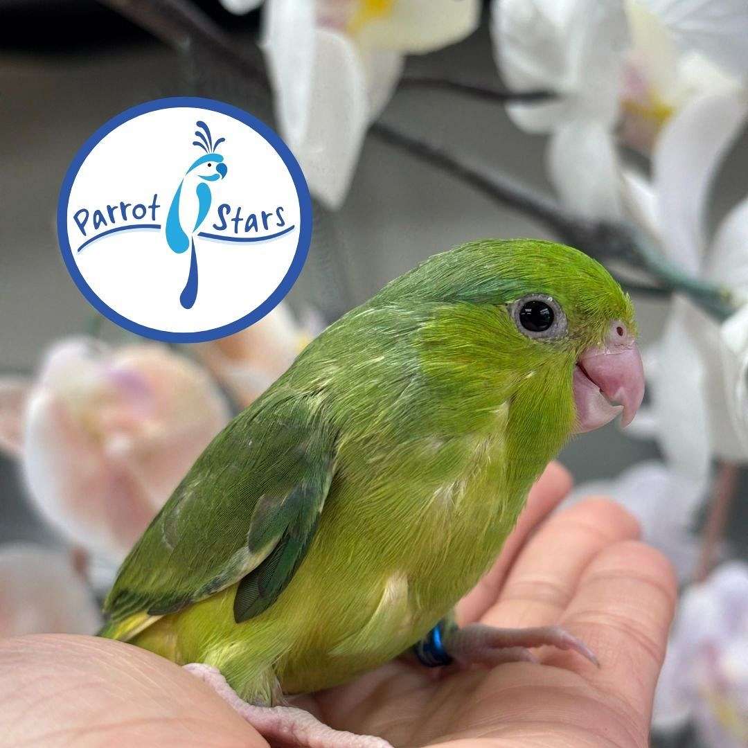 Baby Green Pied Pacific Parrotlet Available at Parrot Stars!