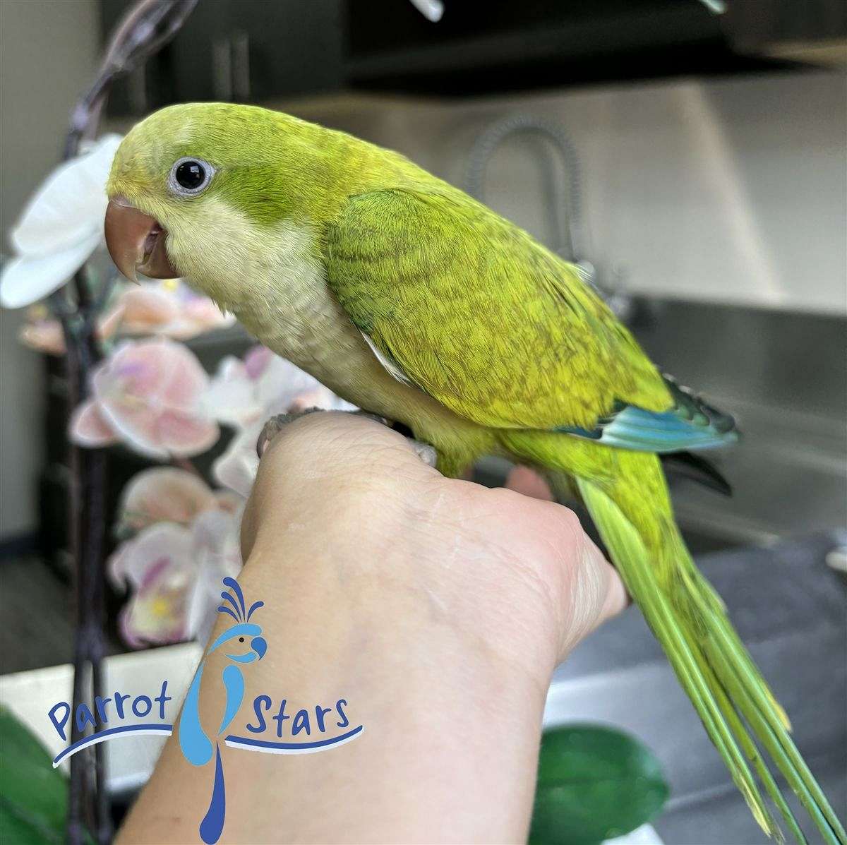 Baby Green Opaline Quaker Parrot Available at Parrot Stars!