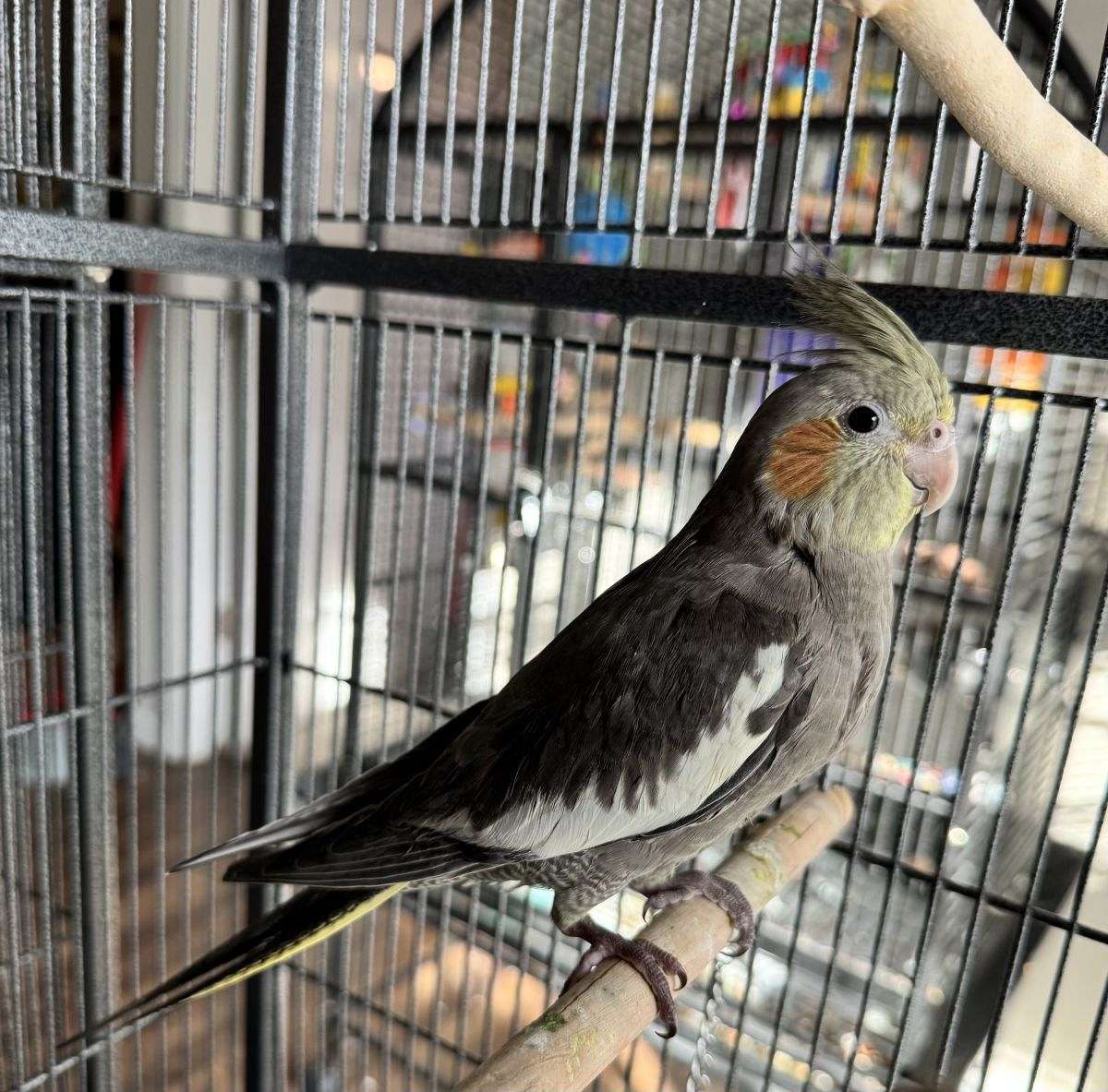 Cockatiel baby