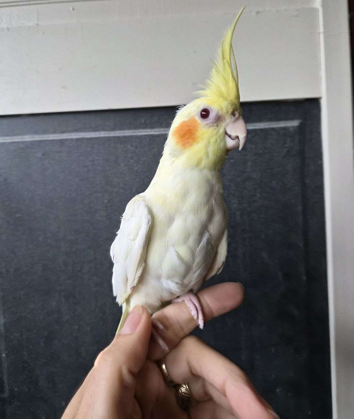 Cockatiel