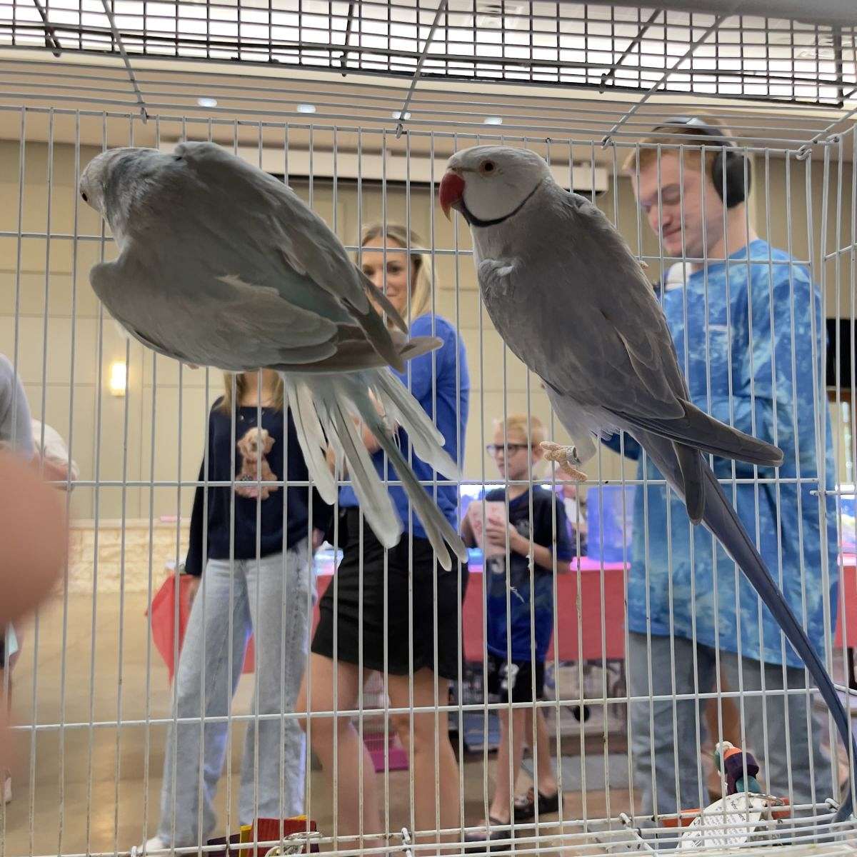 Indian ring neck Pair