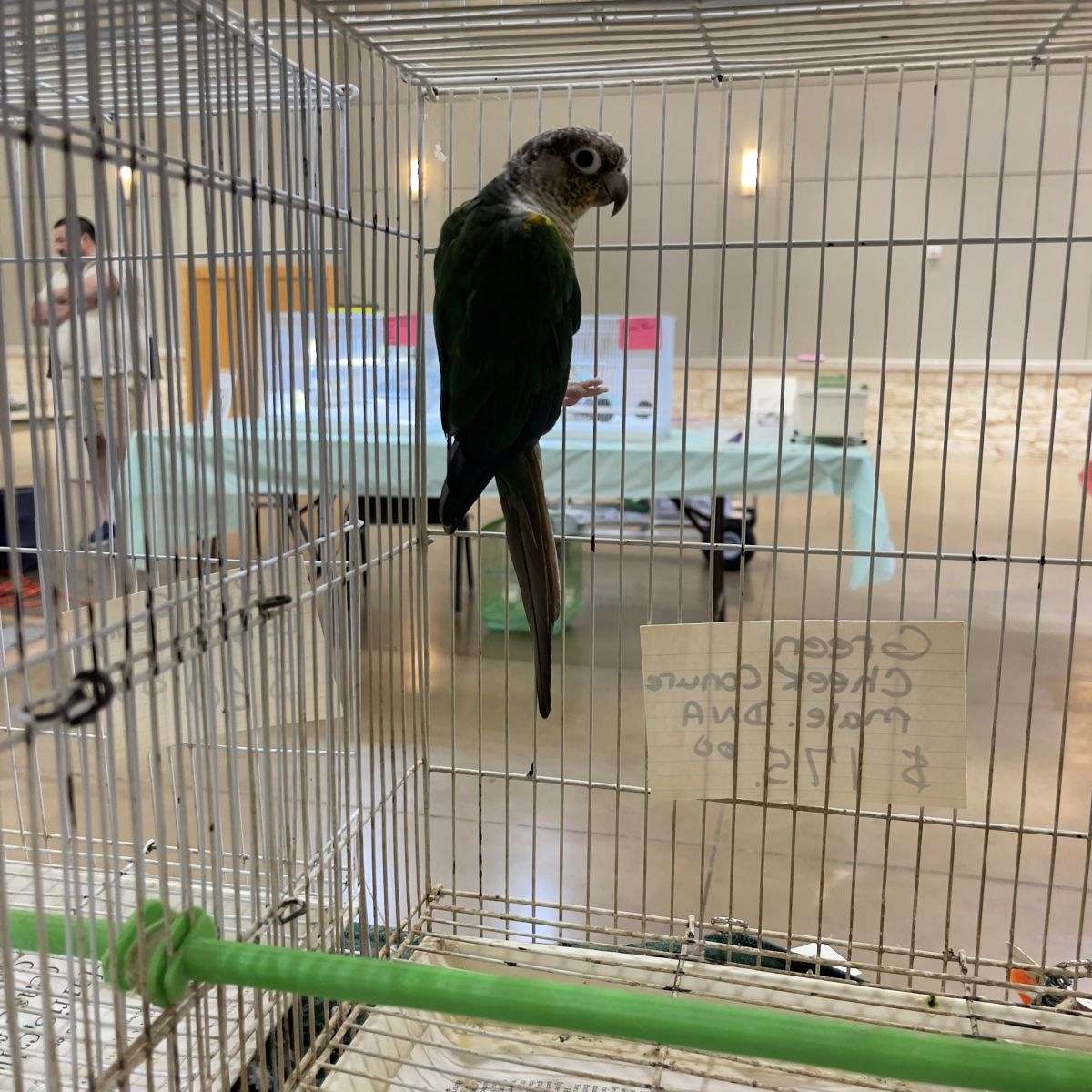 Green female cheek conure