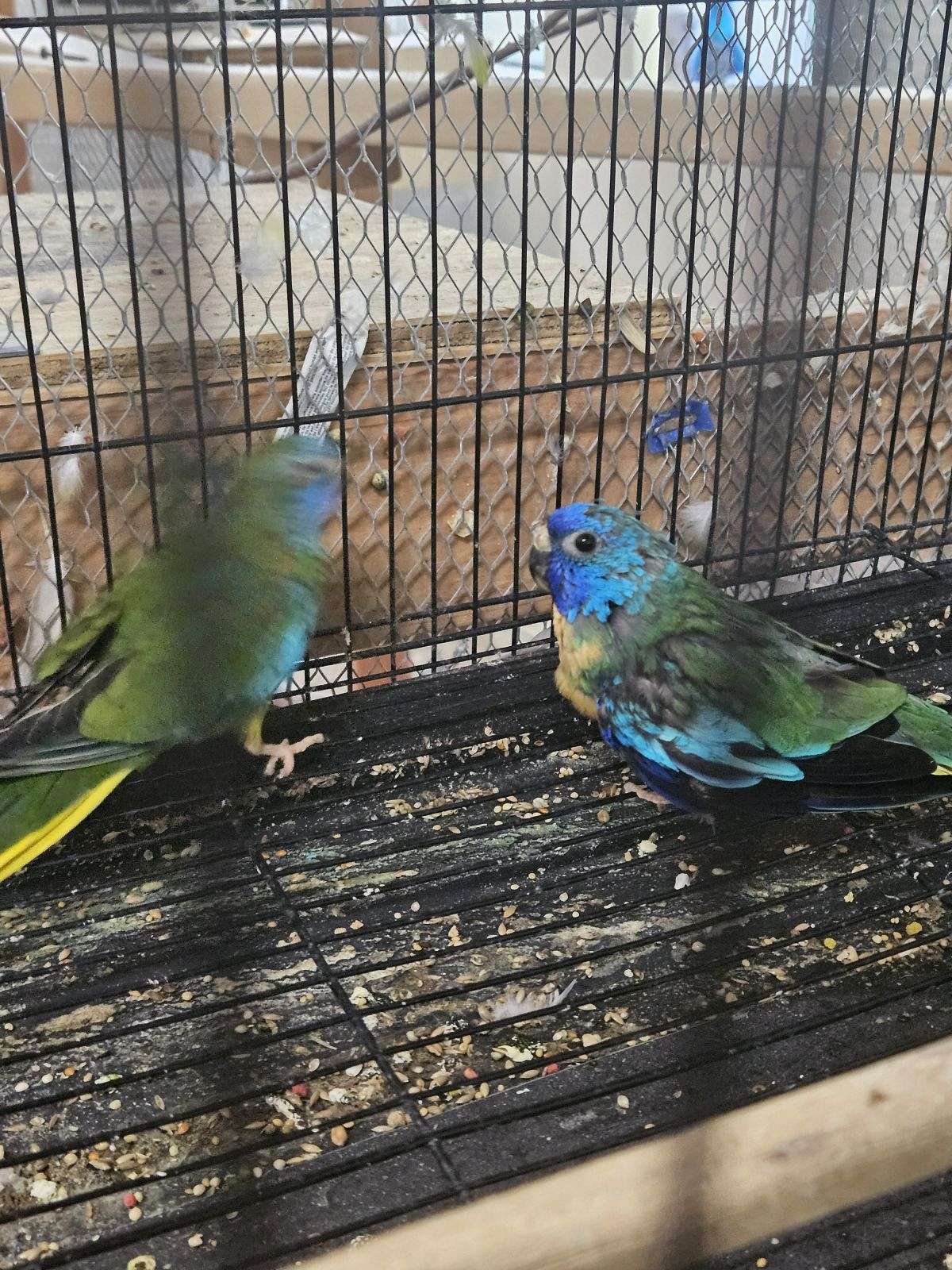 Proven pair scarlet chested parakeet
