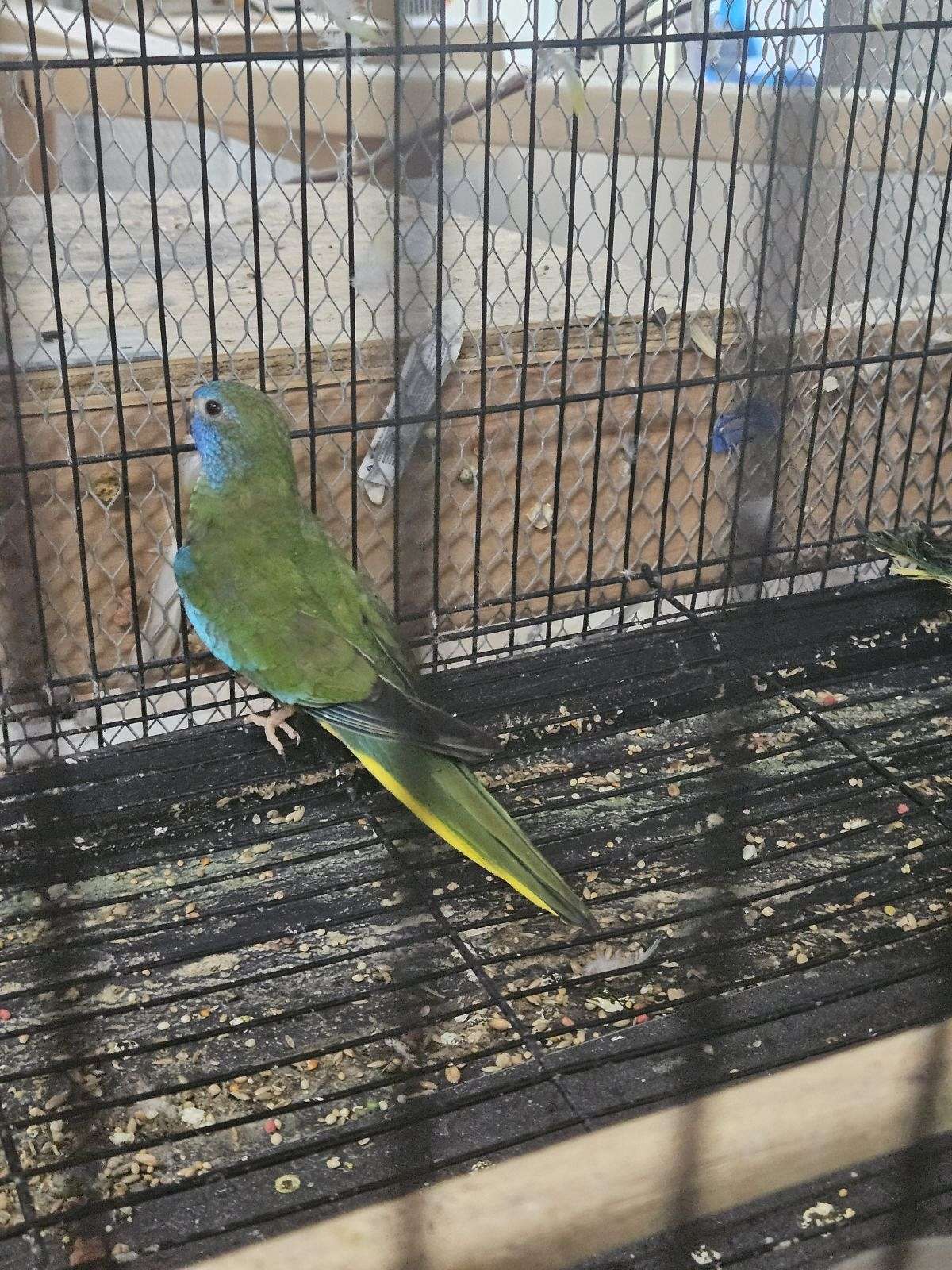 Proven pair scarlet chested parakeet
