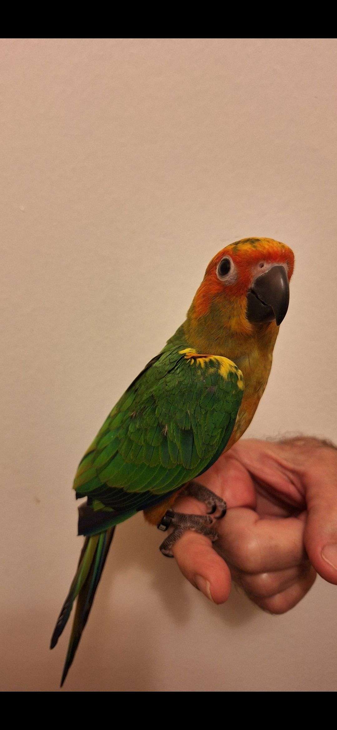 Sun Conure