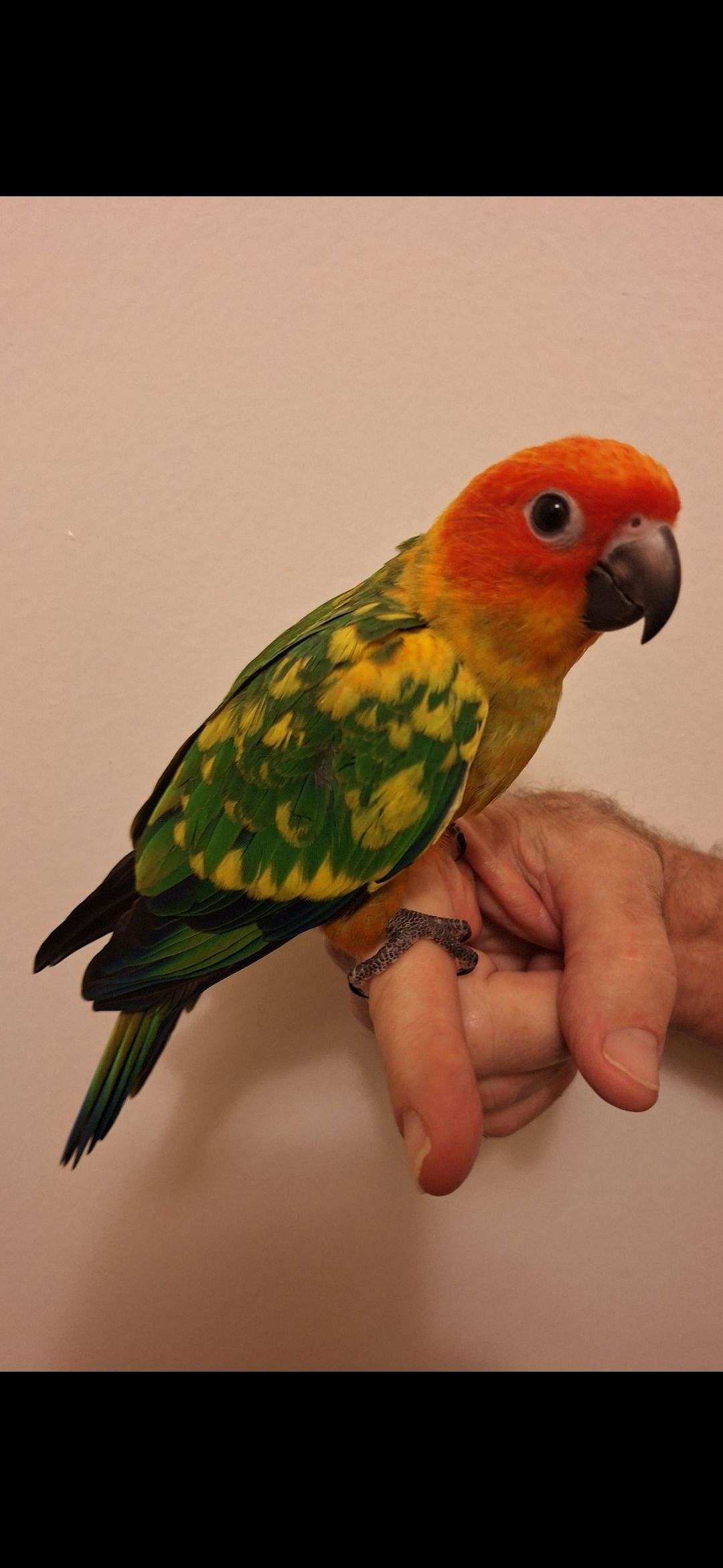 Sun Conure