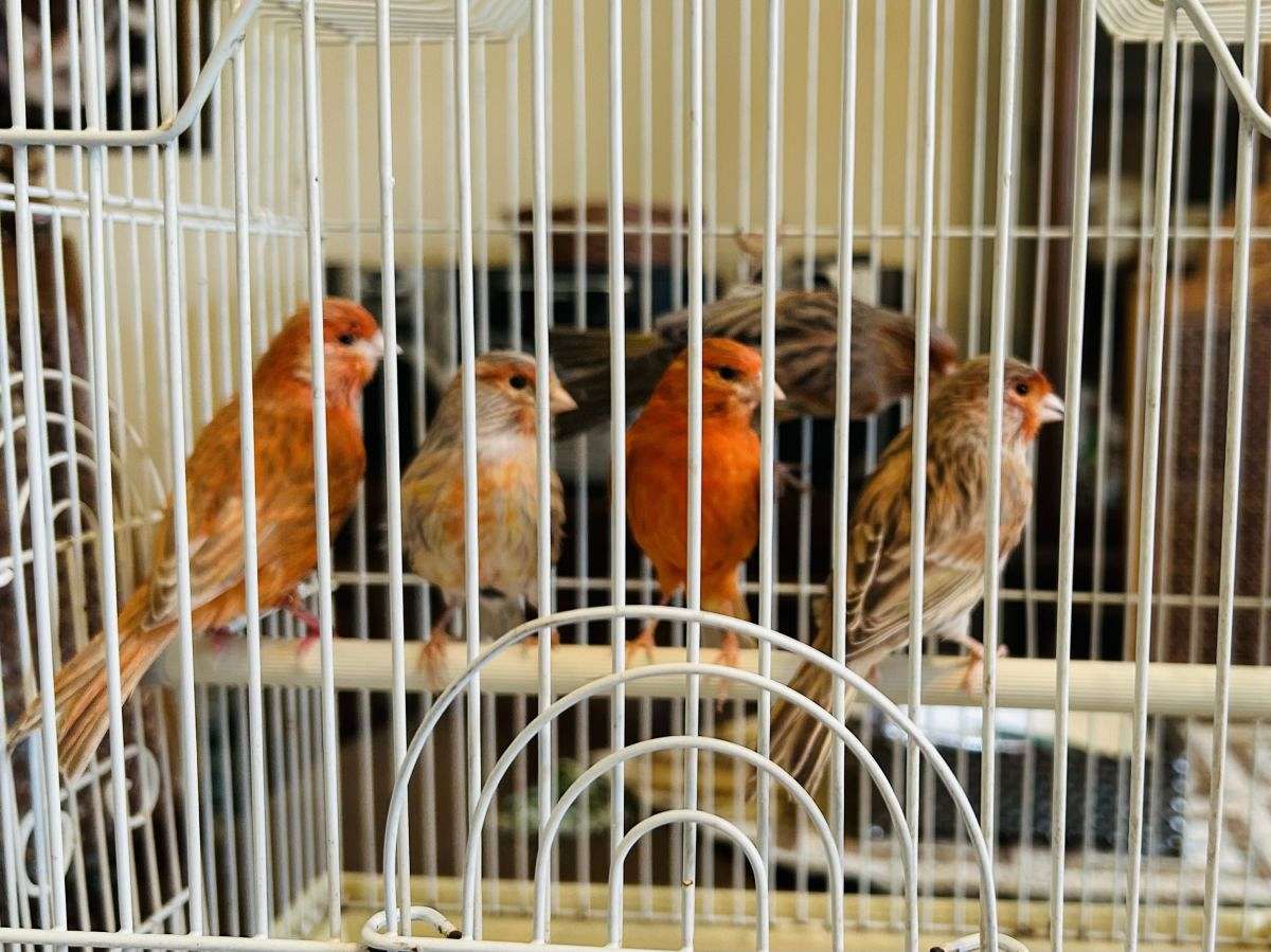 Young Canaries