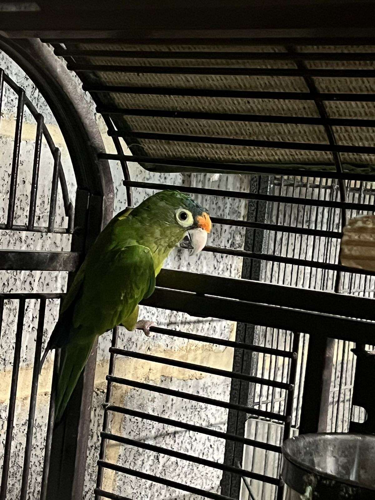 Halfmoon Conure