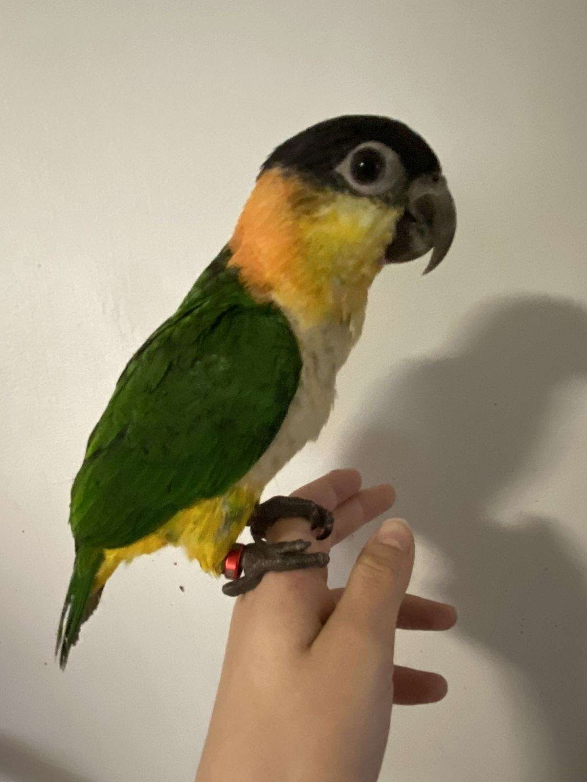 Beautiful Baby Caique