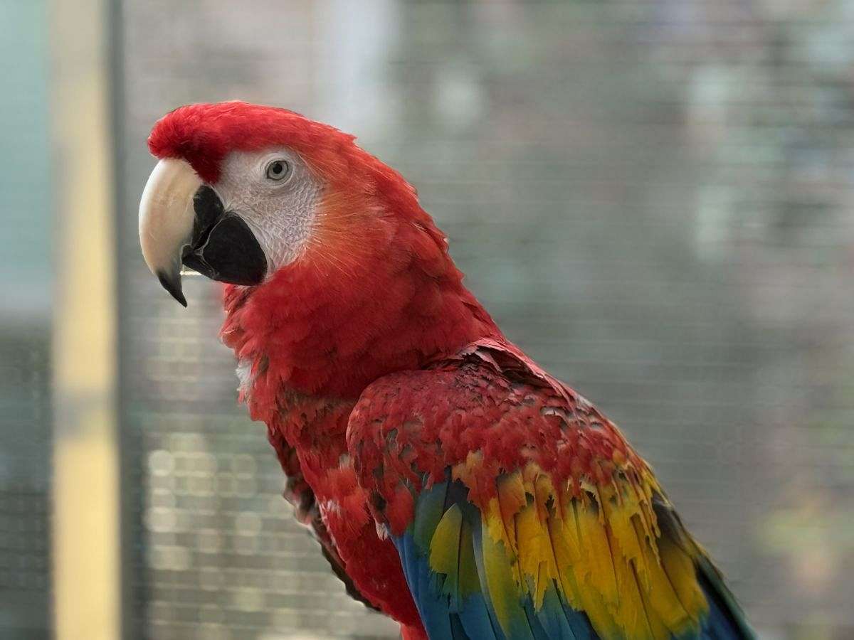 Scarlet Macaw