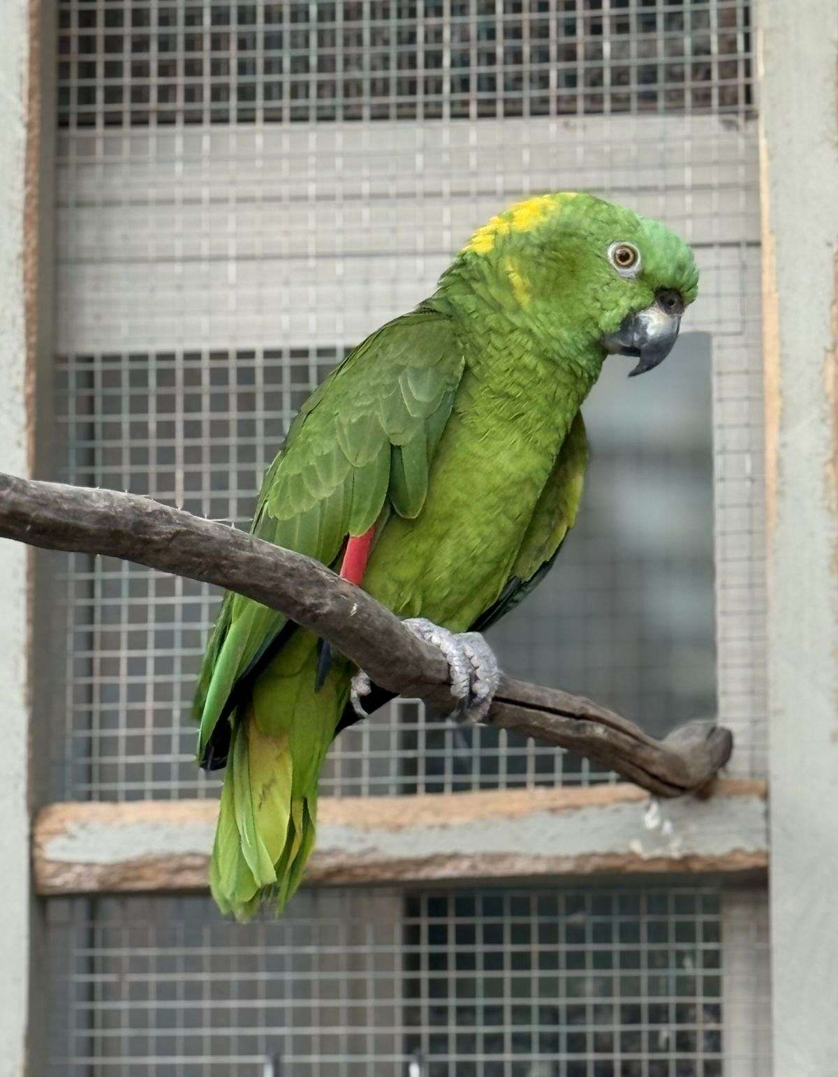 Yellow-Naped Amazon