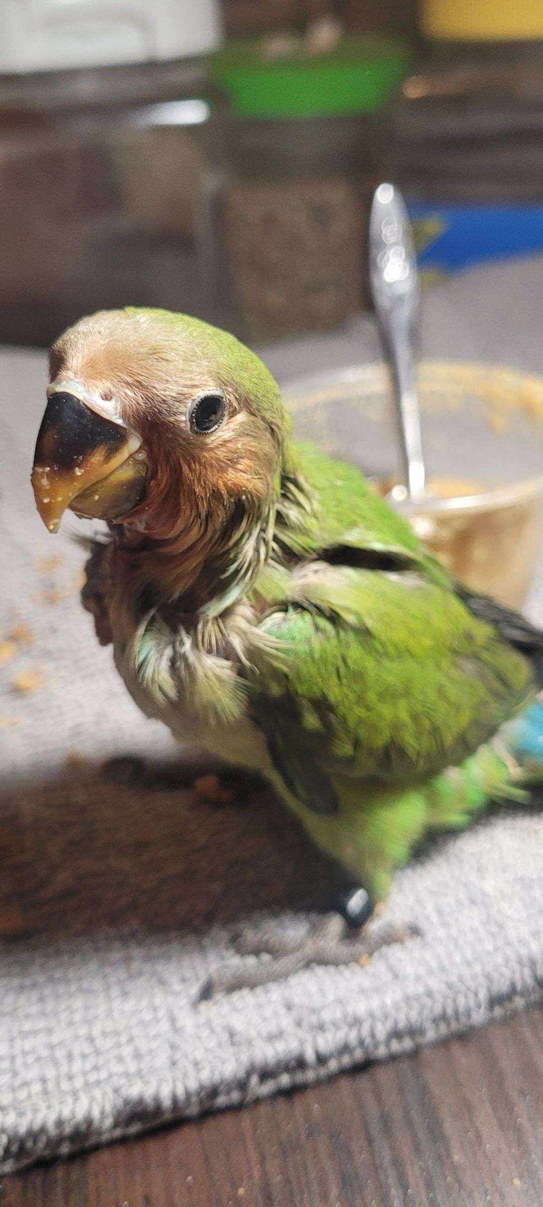 Baby peachfaced lovebirds