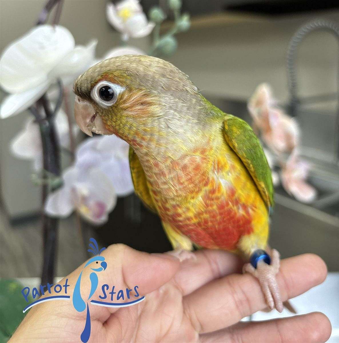 Baby Pineapple Green Cheek Conure Available at Parrot Stars!