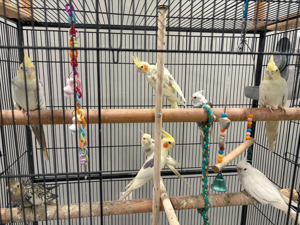 Buy more get better deal - Beautiful Cockatiels for Sale $175 each