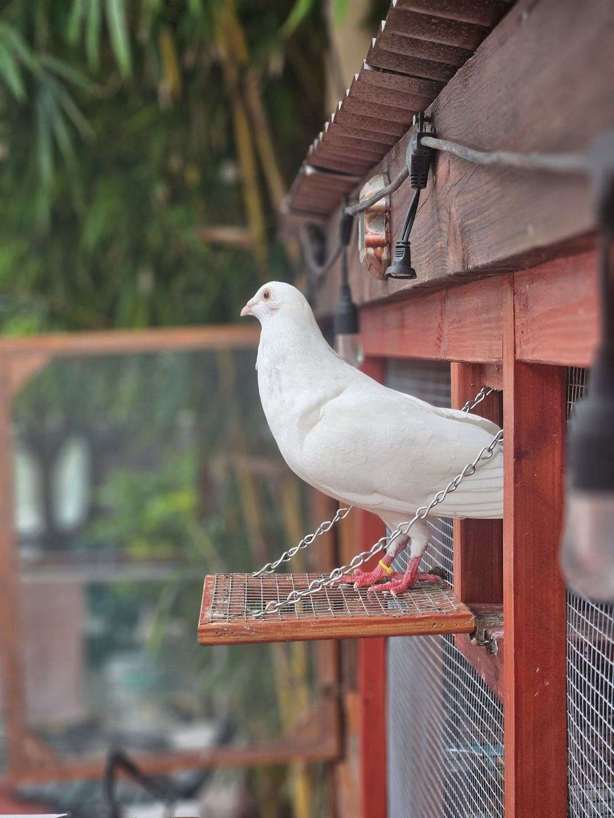 white Homer pigeon