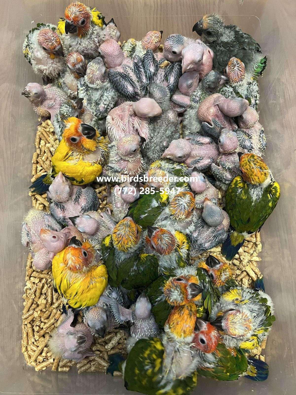 Baby Sun Conures are always available at wholesale prices