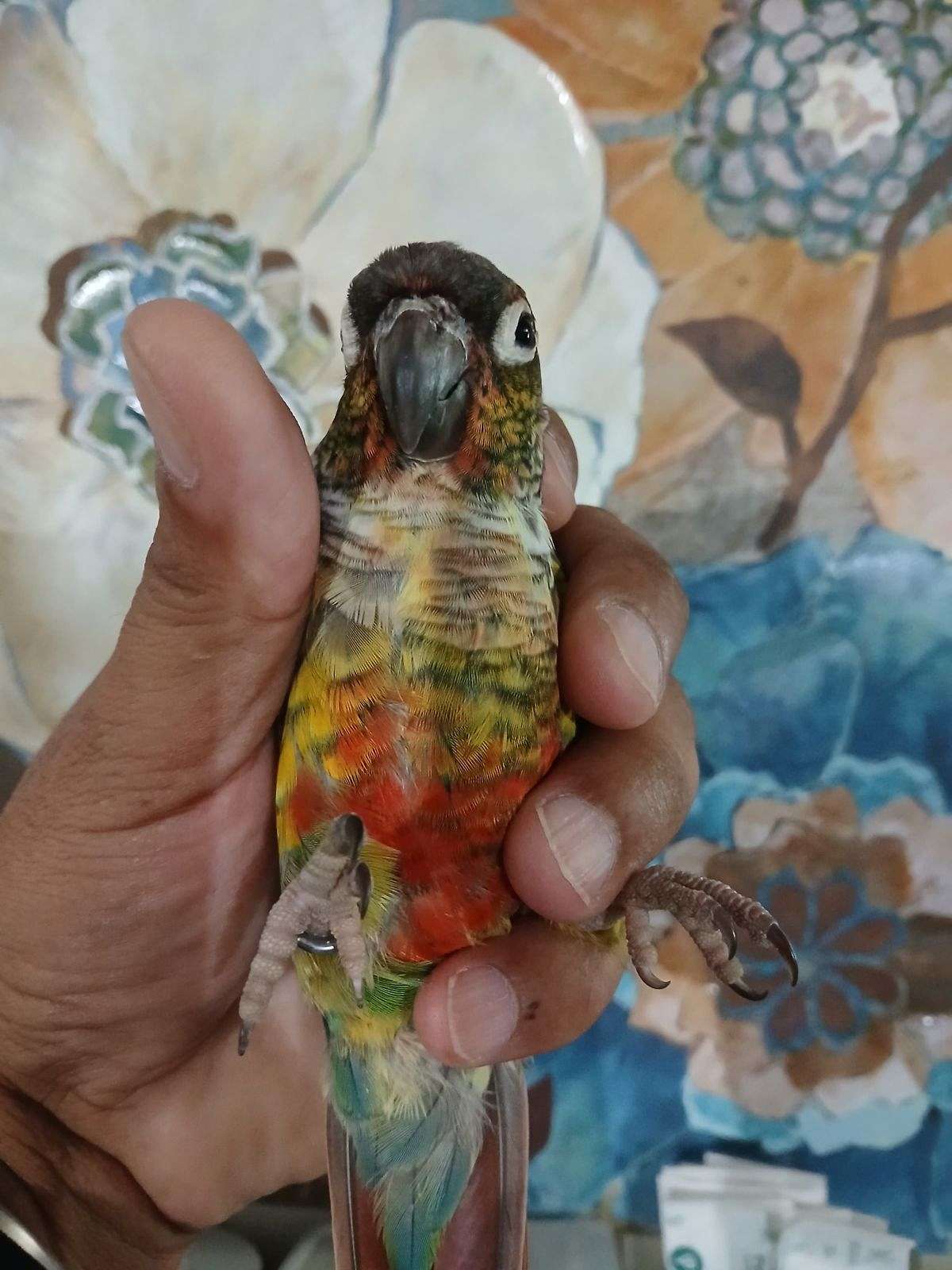 High red yellow side conure