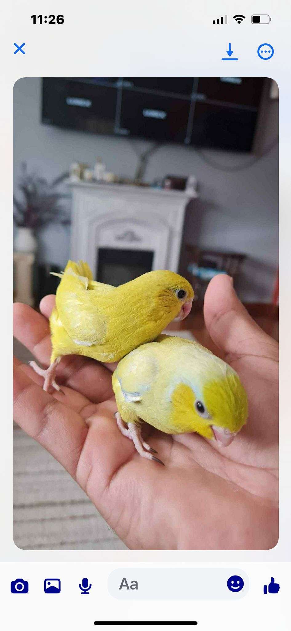 Parrotlets