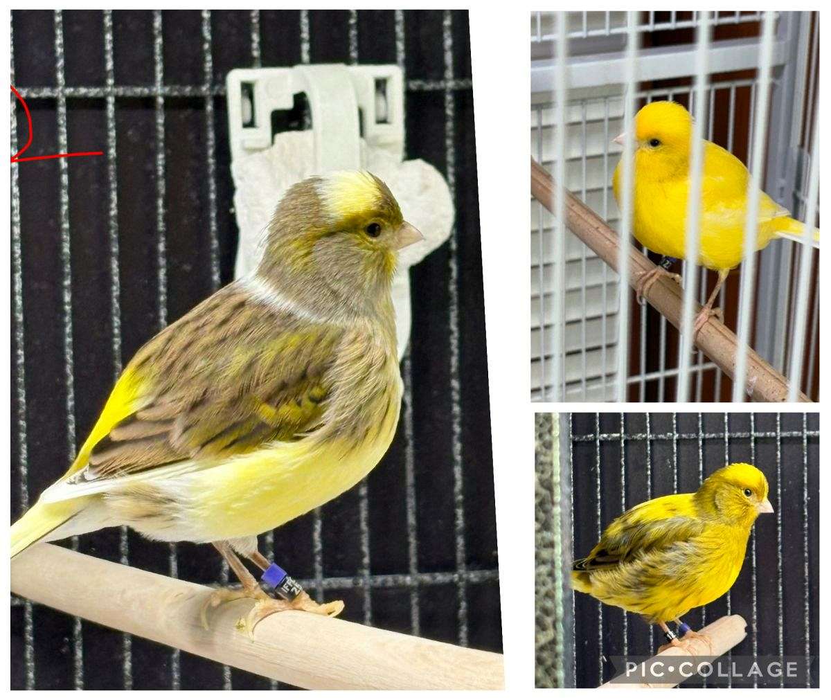 Fife Canaries