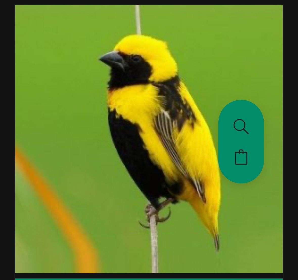 Yellow bishop Finch