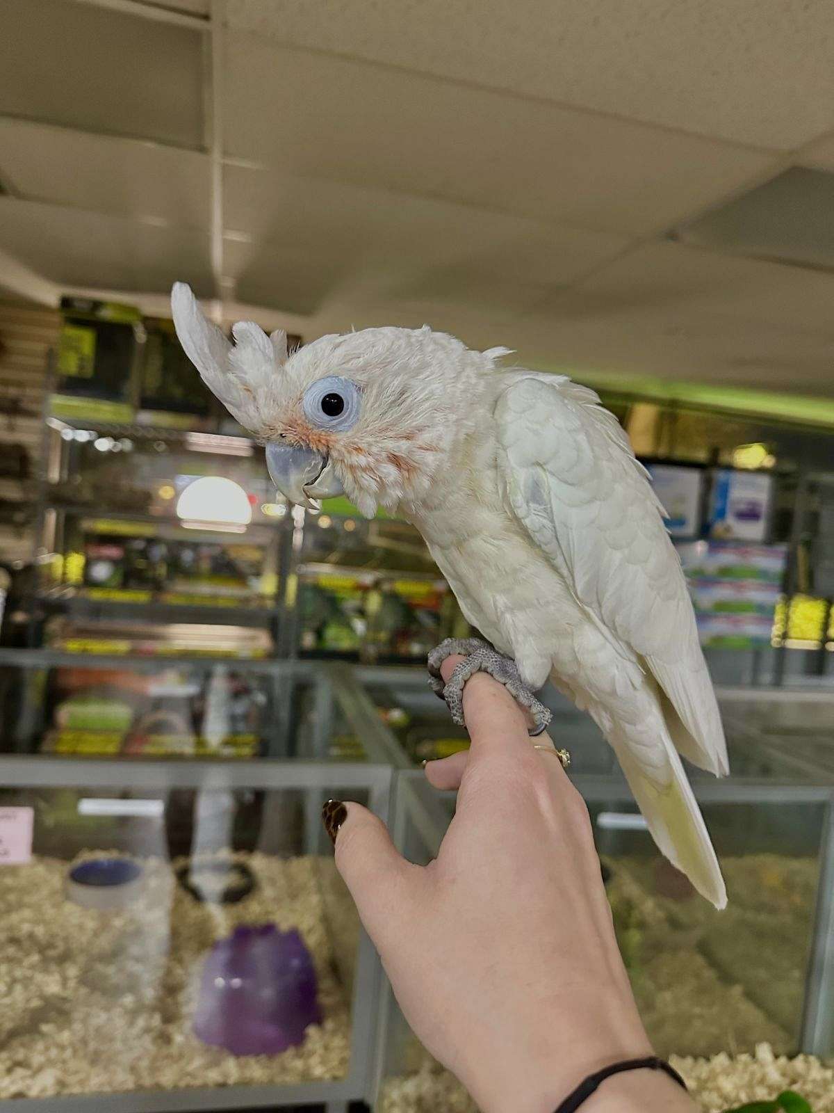 Baby Goffin Cockatoo for Sale
