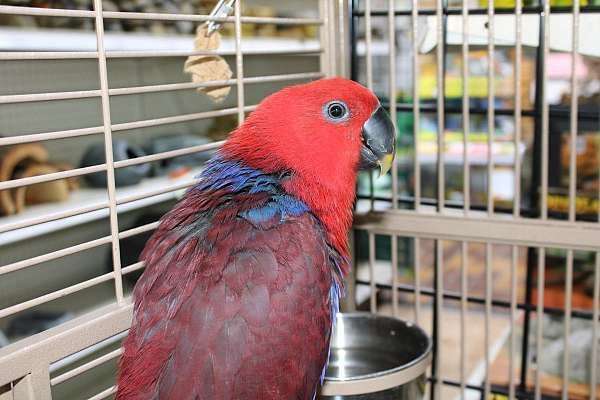 Baby Eclectus Parrot for Sale