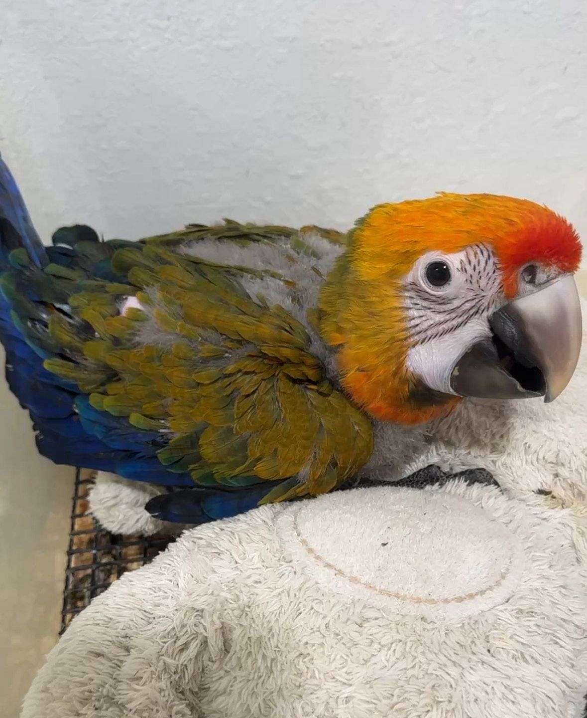 Beautiful Baby Macaw High Yellow Hybrid Capri, Male