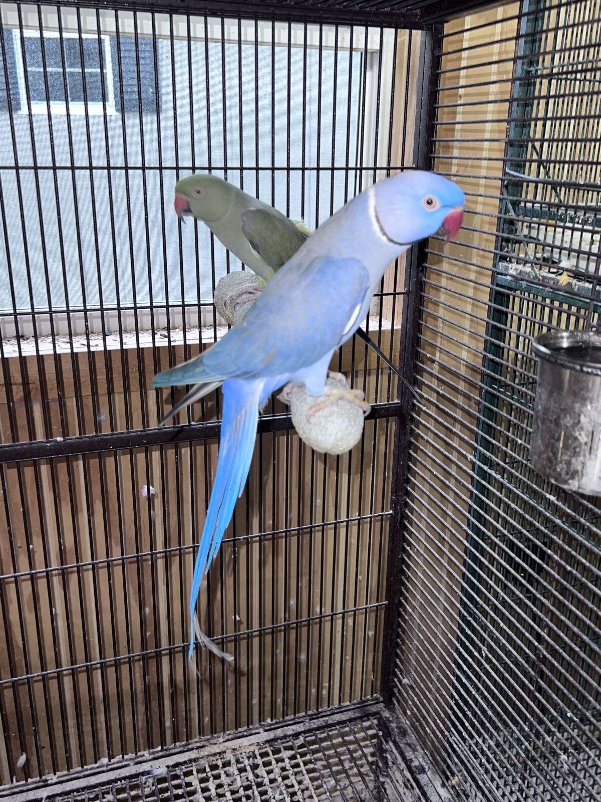 Indian Ringneck pairs
