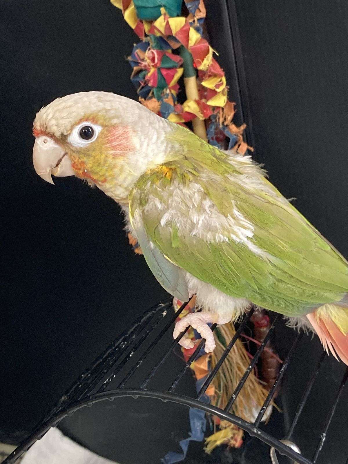 Pineapple green cheek female