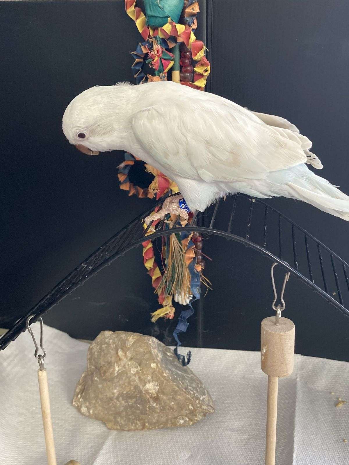 Beautiful, pallid blue male, End of Season Sale