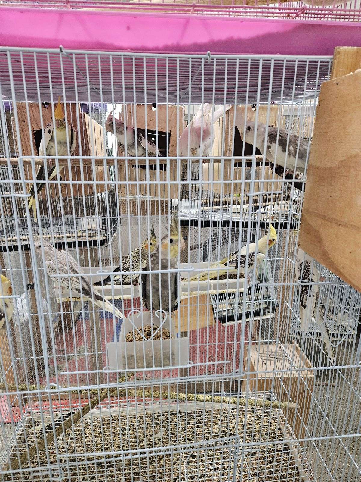 Different colors and mutations cocktiel