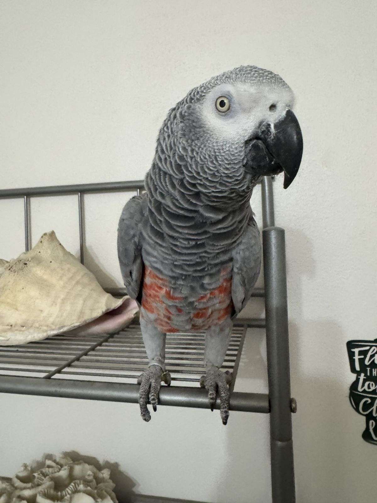 Female Congo African grey