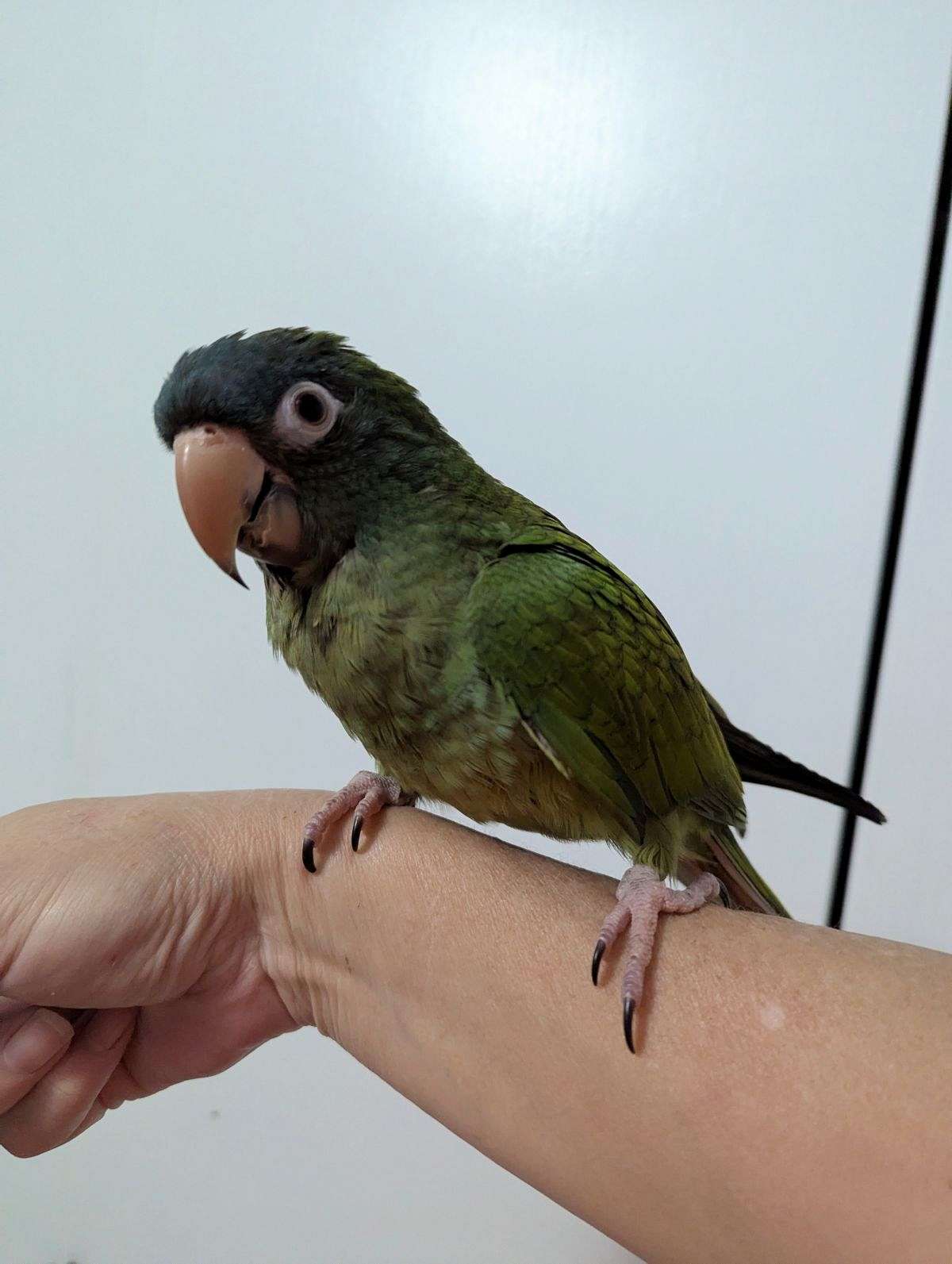 Blue Crown Conure