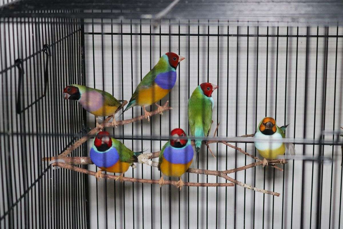 10 Lady Gouldian Finches -2025 Babies