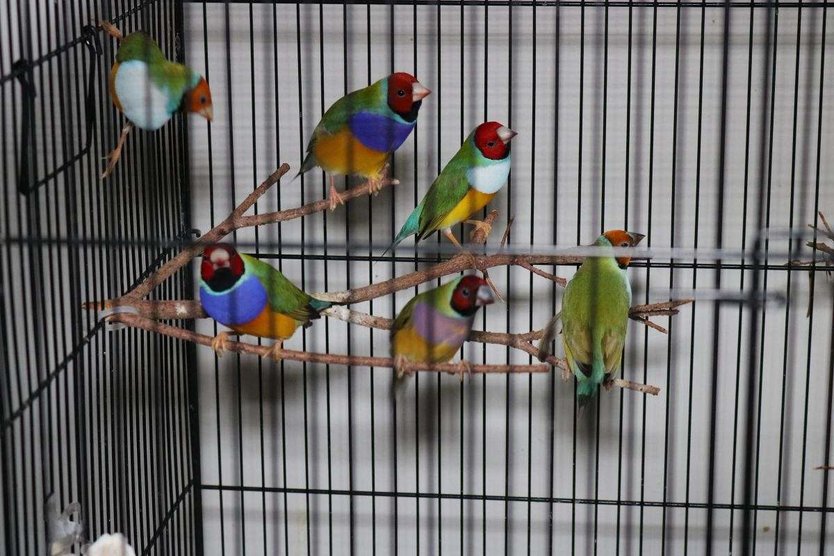 10 Lady Gouldian Finches -2025 Babies