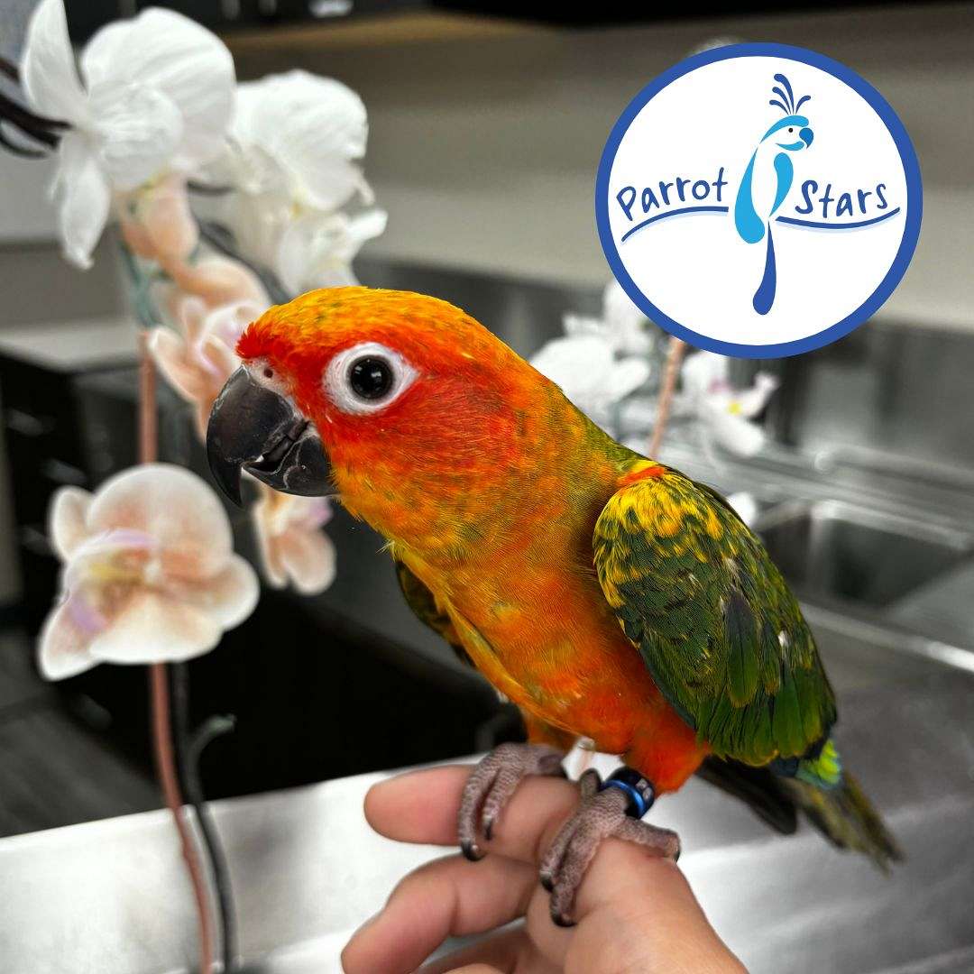 Baby Sun Conure Available at Parrot Stars!
