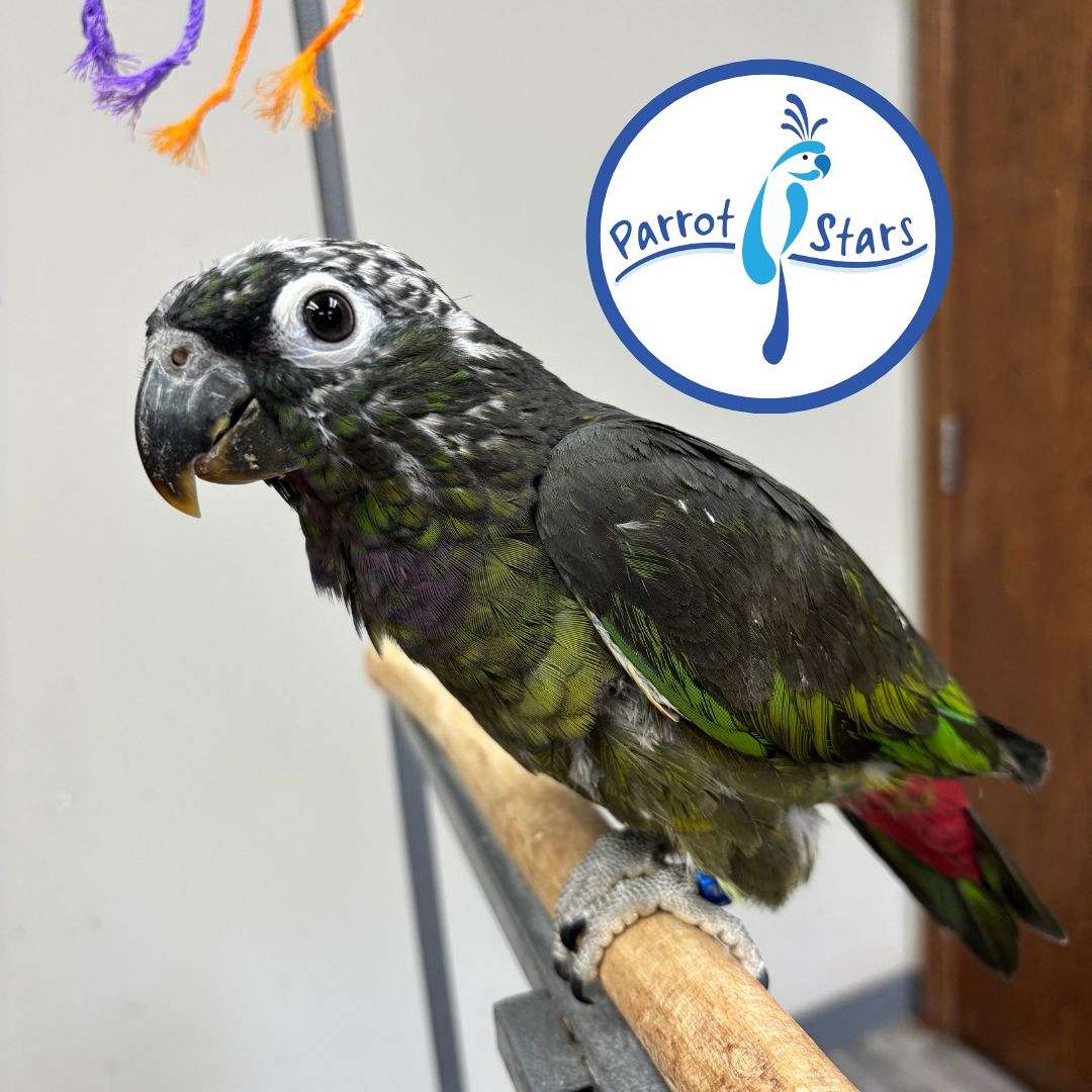 Baby Maximilian Pionus Available at Parrot Stars!