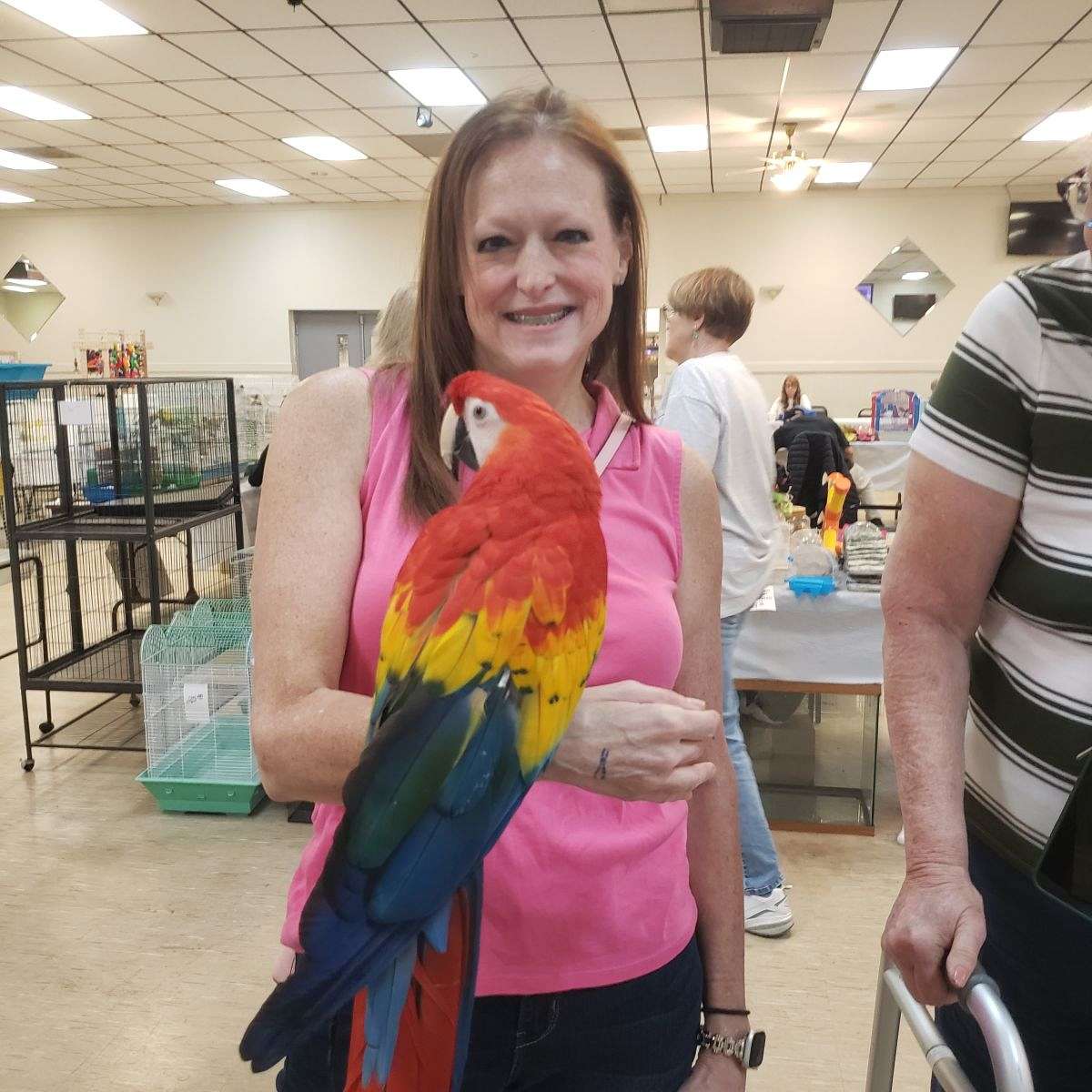 Scarlet macaw female baby tame