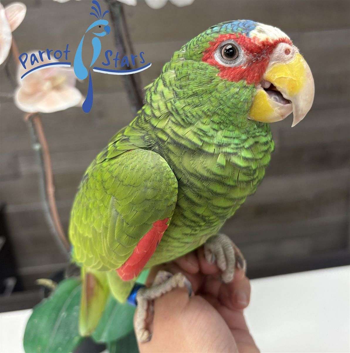 Baby White Fronted Amazon Available at Parrot Stars!