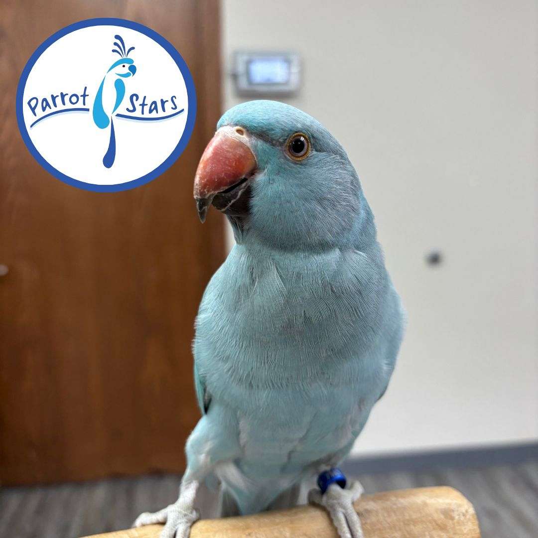 Baby Blue Indian Ringneck Available at Parrot Stars!