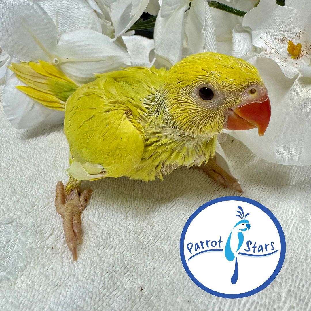 Baby Green Lacewing Indian Ringneck Available at Parrot Stars!