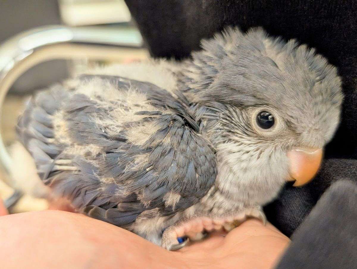 Kobe, our Cobalt Quaker