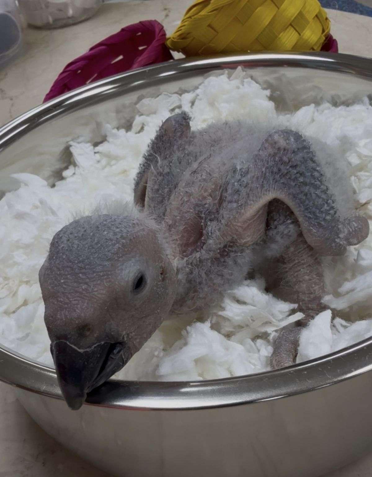 African Grey
