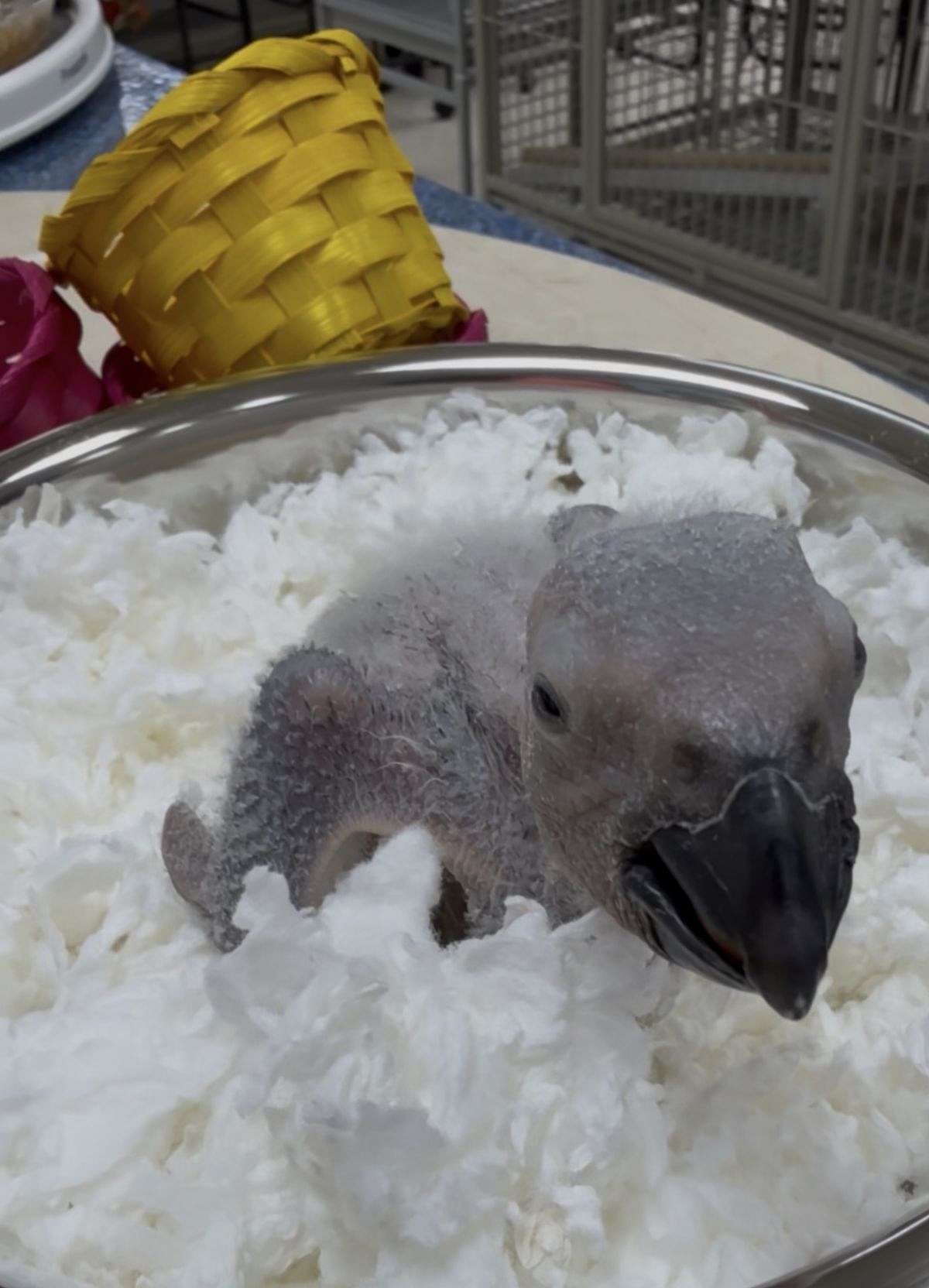 African Grey