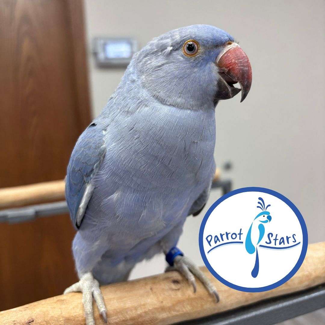 Baby Violet Cobalt Indian Ringneck Available at Parrot Stars!