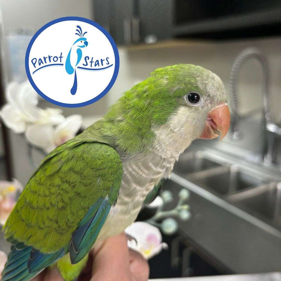 Baby Green Quaker Parrot Available at Parrot Stars!