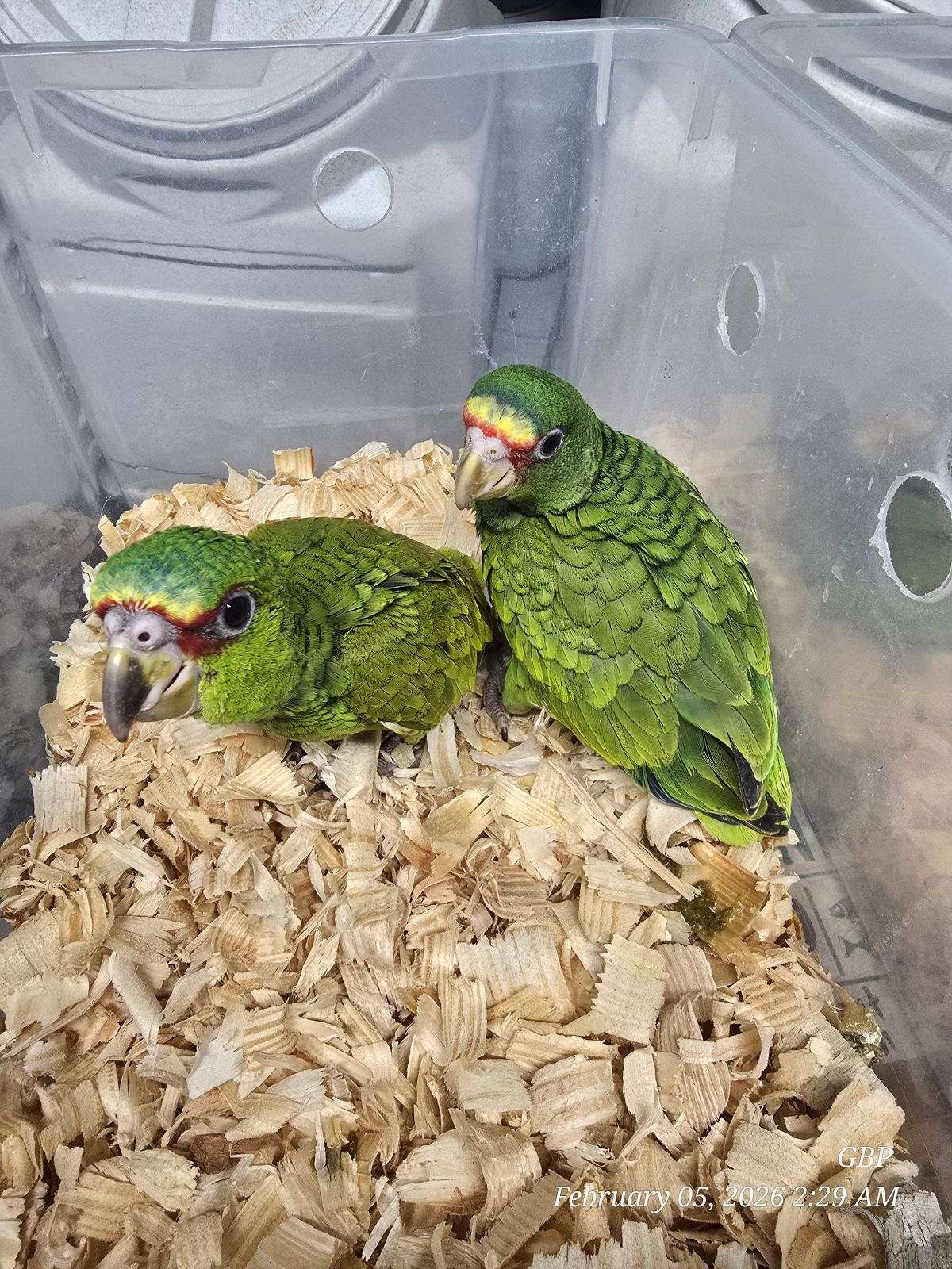 White fronted amazon