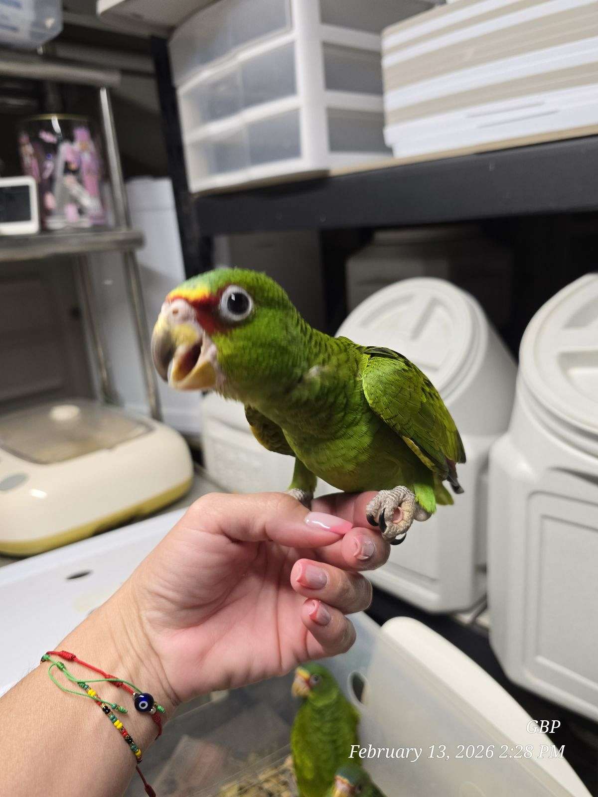 White fronted amazon