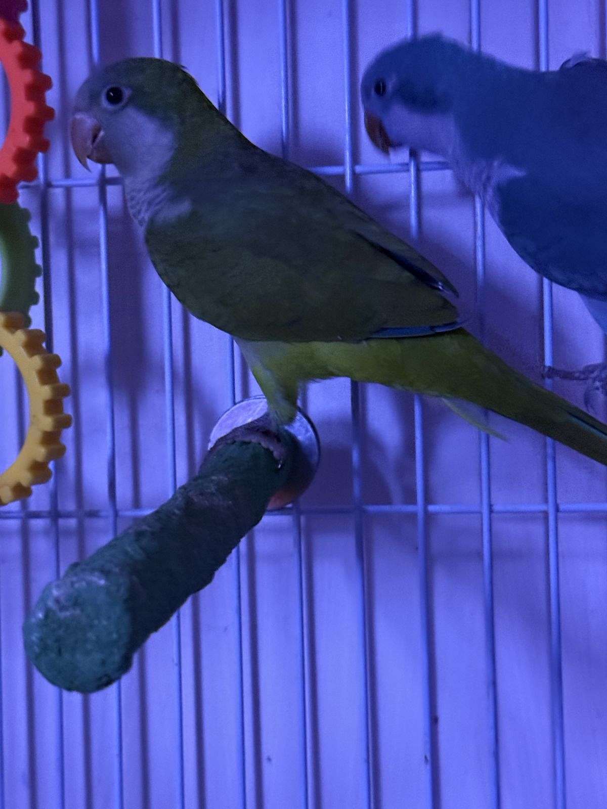4-Young Blue-N-Green Quaker Parrots